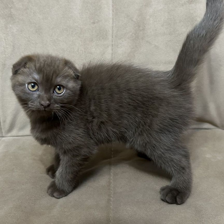 Шотландский вислоухий короткошёрстный котёнок