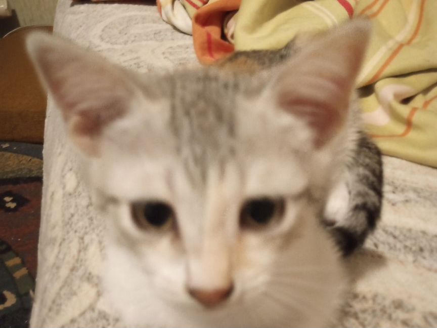 Котята в добрые руки бесплатно