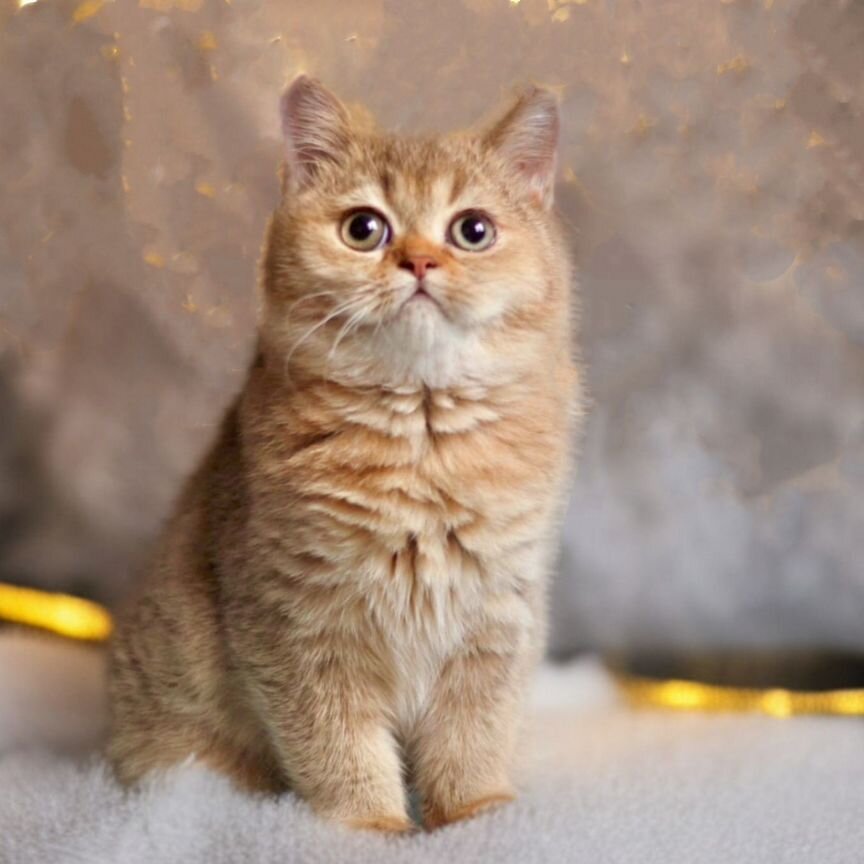 Британские котята