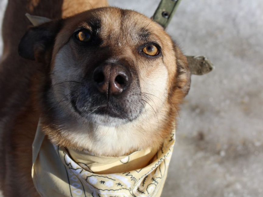 Собака Бивис в приюте