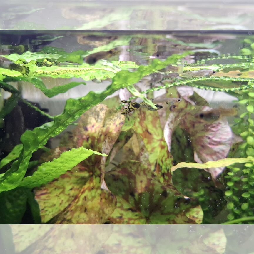 Рыбки гуппи