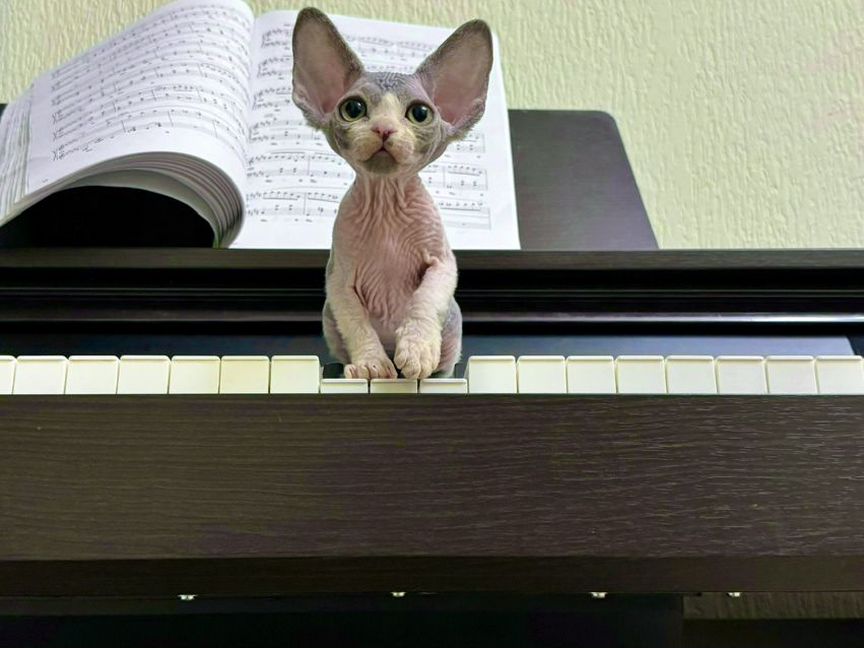 Котенок девон - рекс