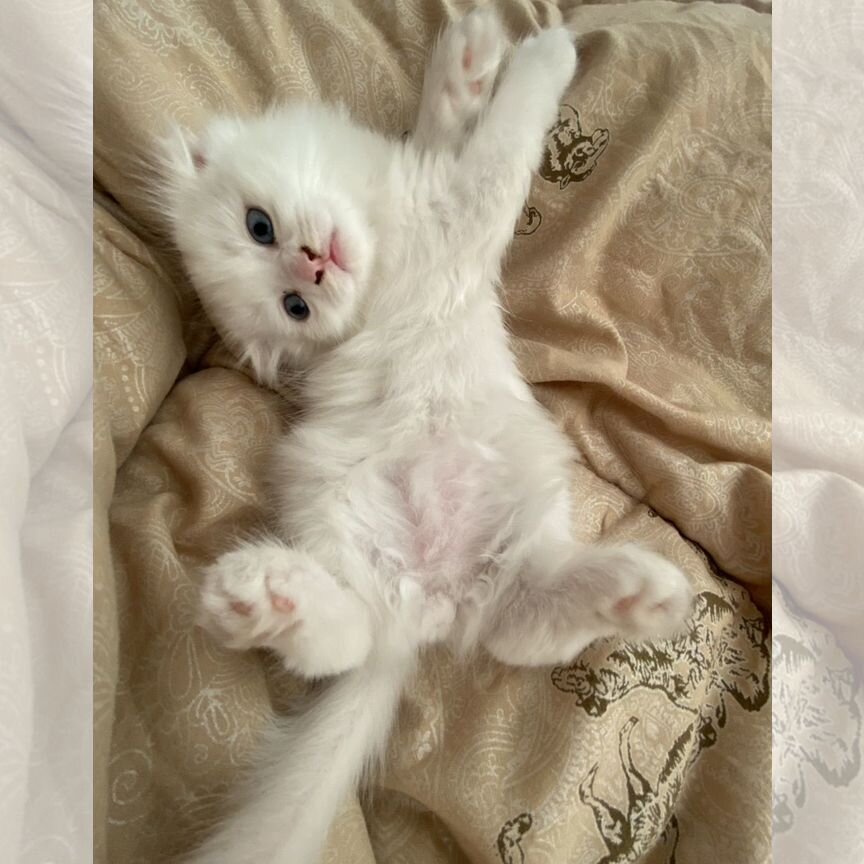 Шотландский вислоухий длинношёрстный котёнок