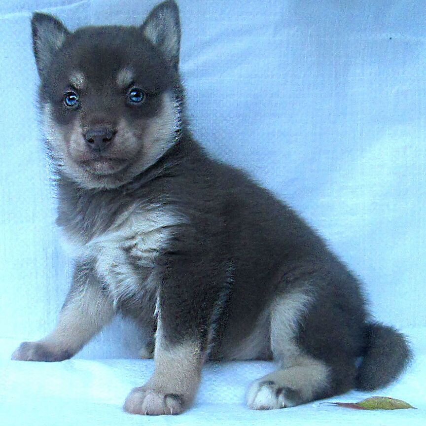 Девочка помски стандарт (8 - 10 кг взрослой)