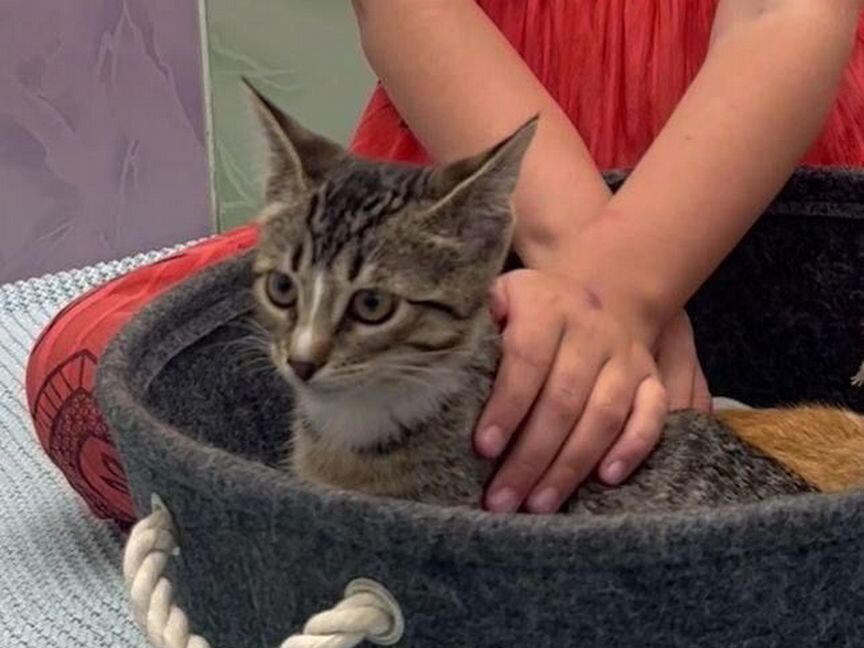 Котенок со всеми документами в добрые руки