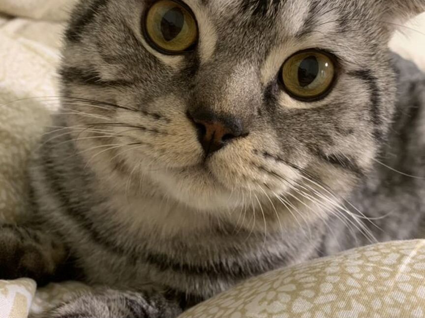 Кот на вязку