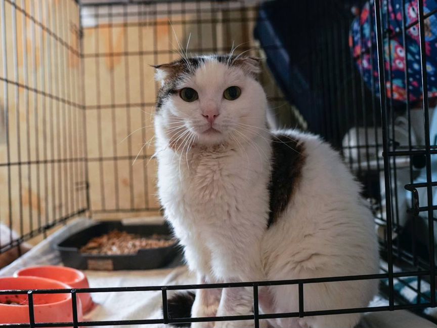 Котик Марсель