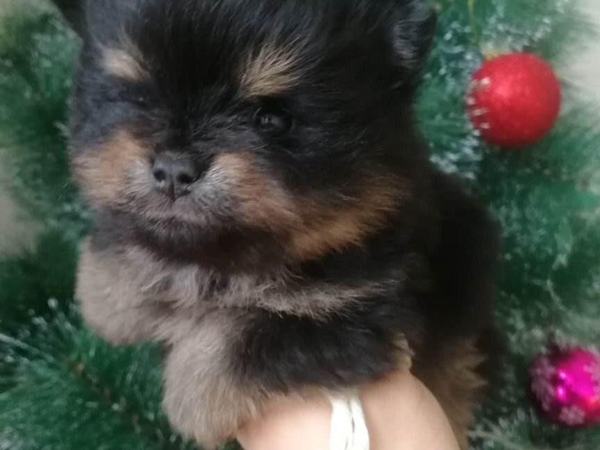 Очень красивые детки