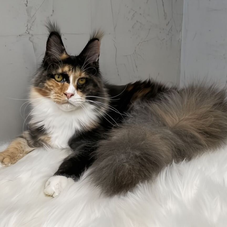 Мейн-кун котёнок