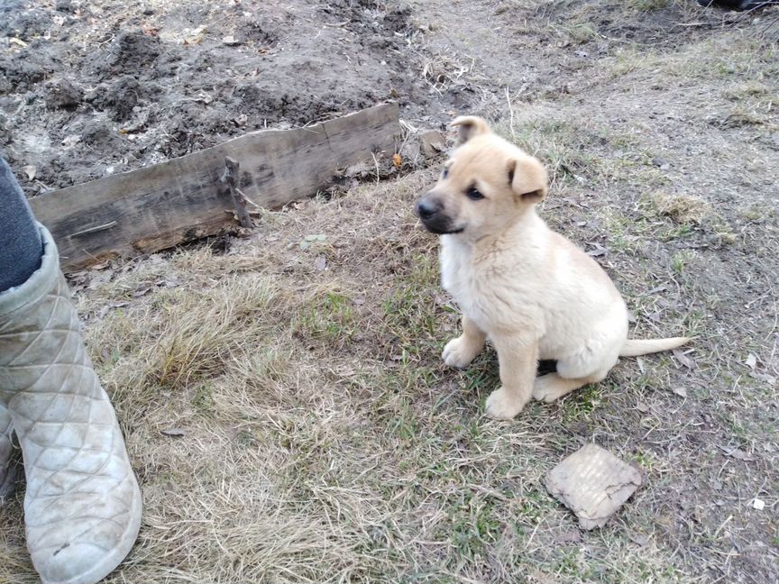 Собака в добрые руки отдам бесплатно