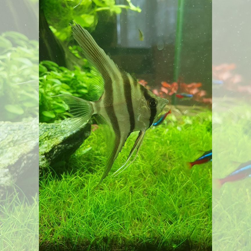 Альтум Ориноко