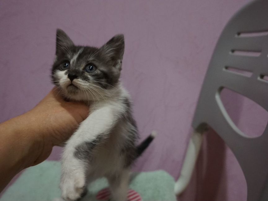 Котята Соня и Василек ждут хозяев