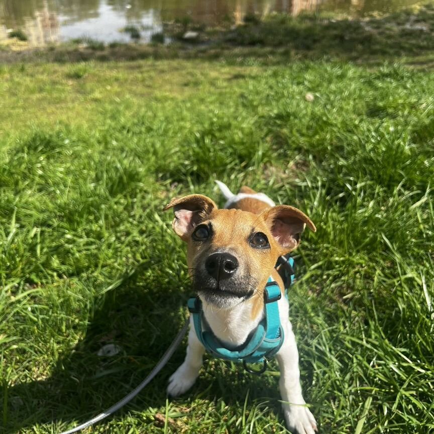 Джек рассел в добрые руки