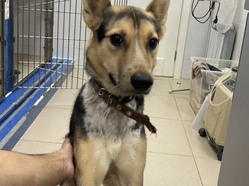 Пёс Емеля (из приюта) - 1 год