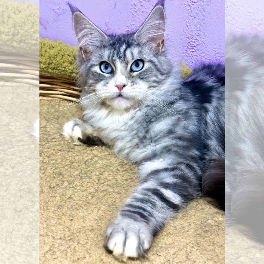 Мейн-кун котёнок