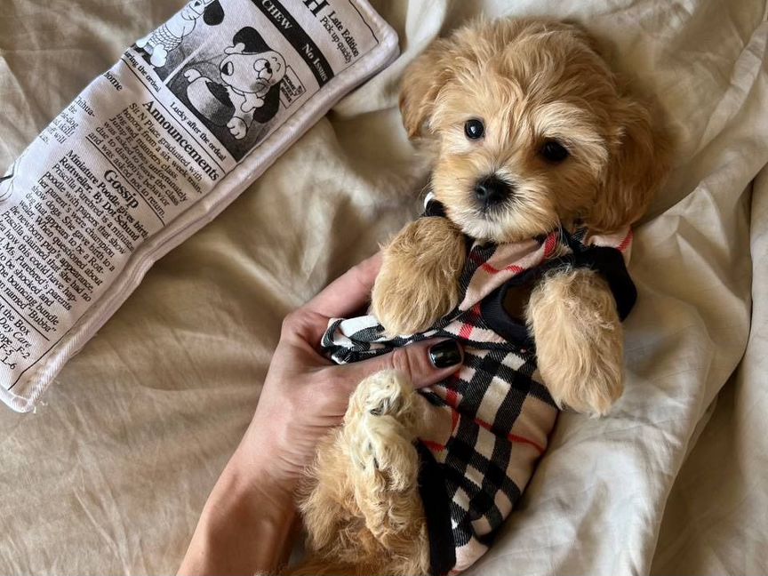 Щенки мальтипу F1 mini