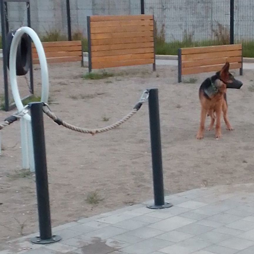 Продается щенок