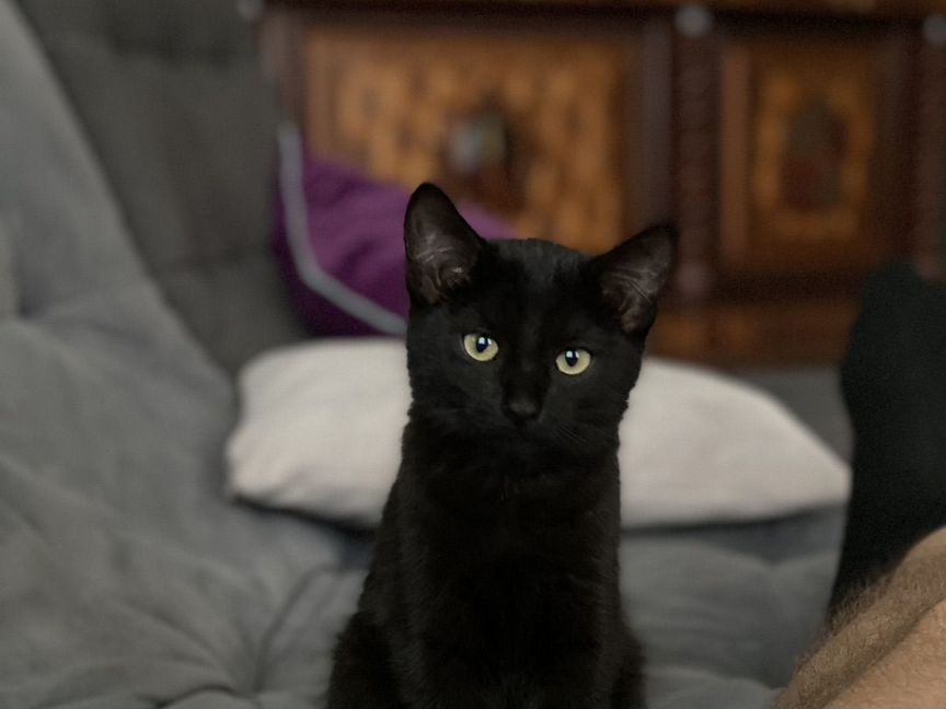 Черная кошка. Бесплатно