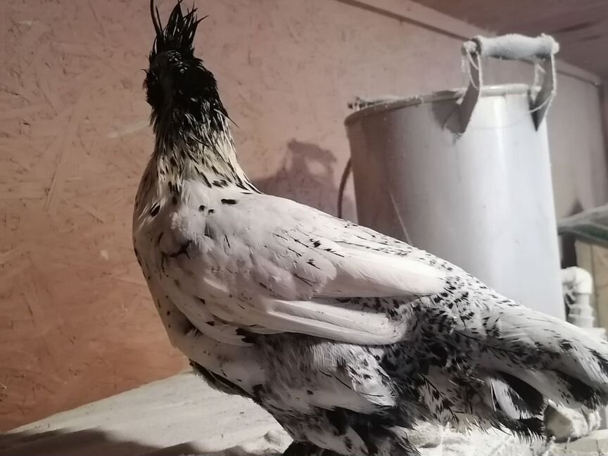 Петушок Павловское серебро