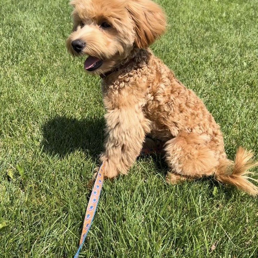 Продам щенка