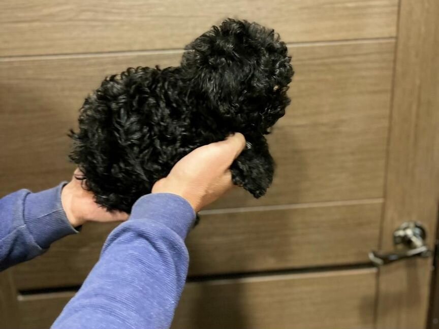 Чёрные бусинки мальтипу