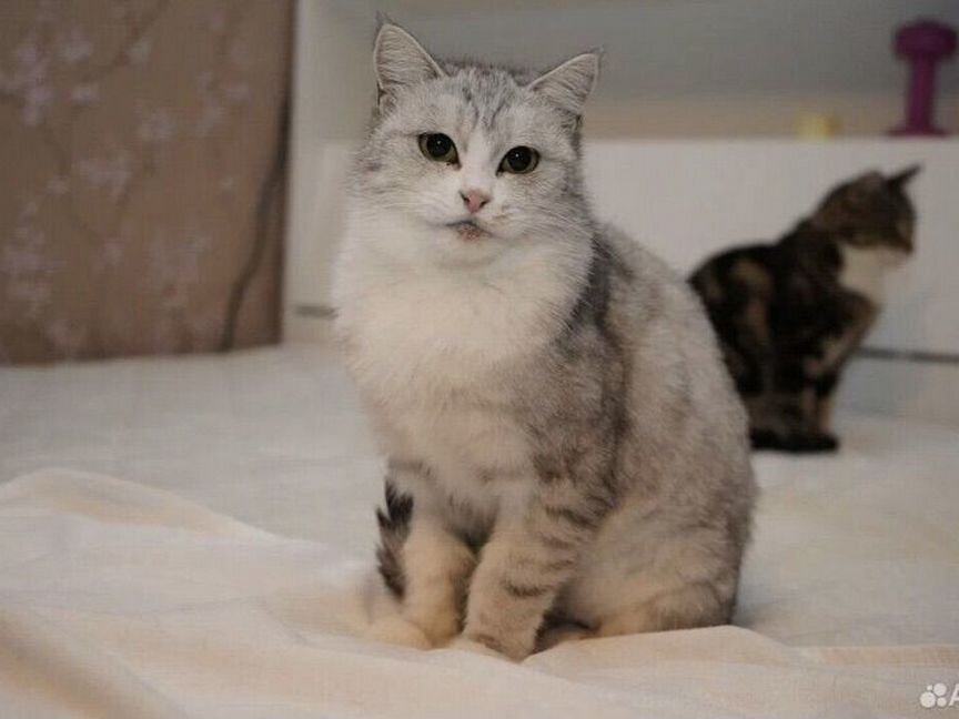 Кошка в дар бесплатно