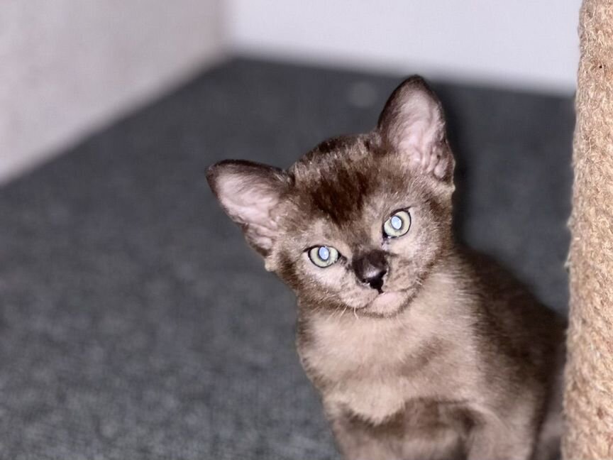 Европейская Бурма/котята