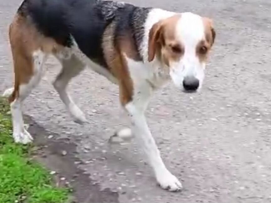 Айрон 7 месяцев с доставкой