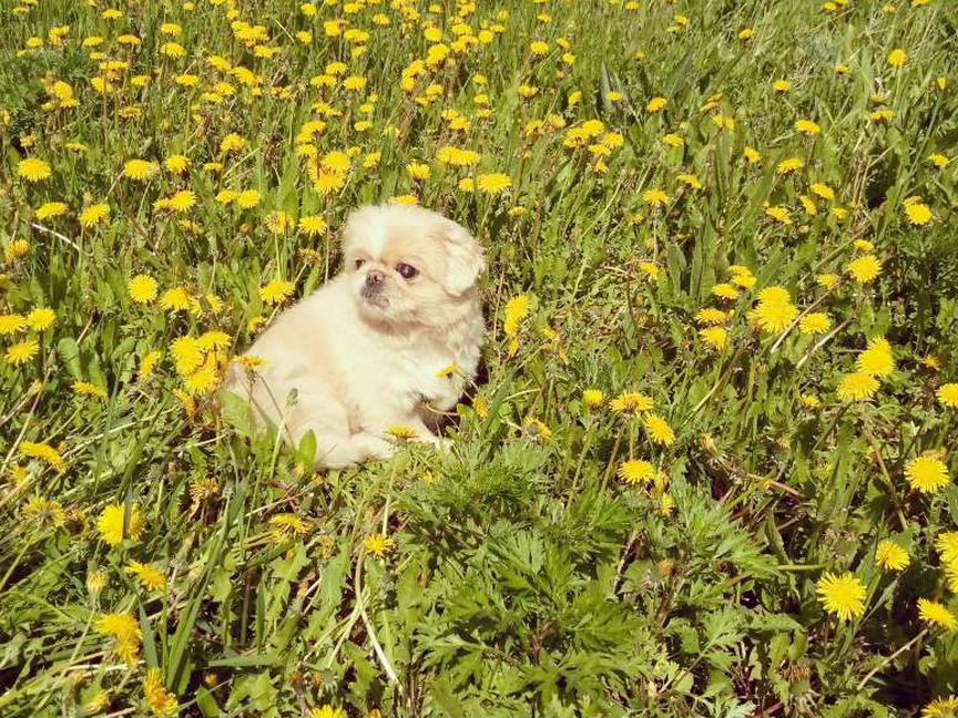 Пекинес ищет невесту