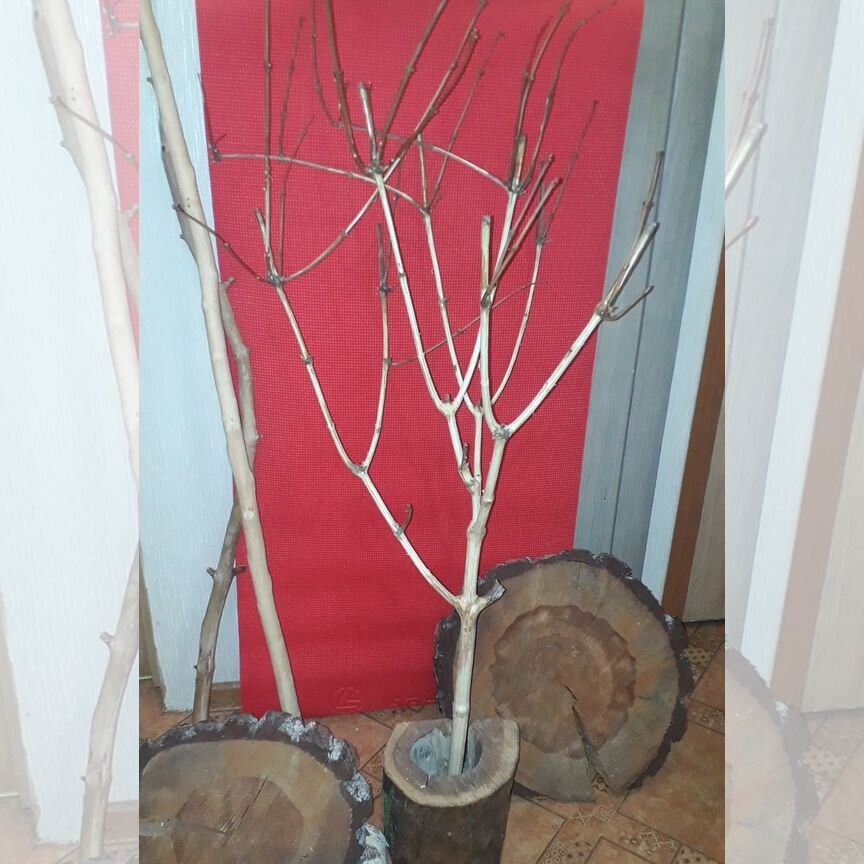 Ветка калины для птиц