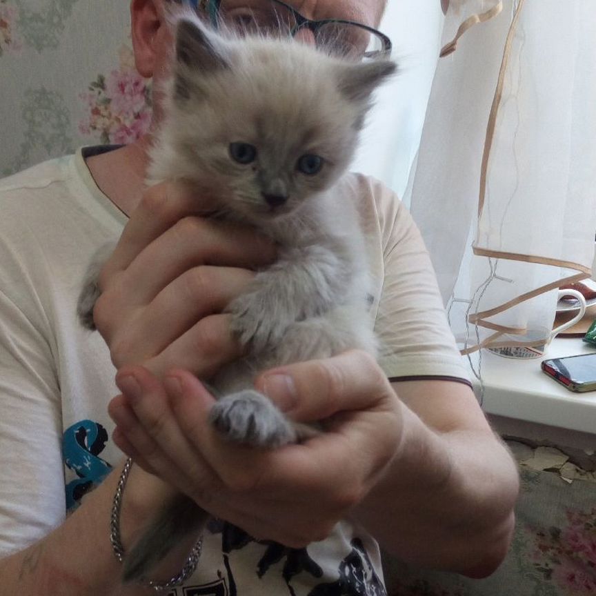 Котёнок в добрые руки