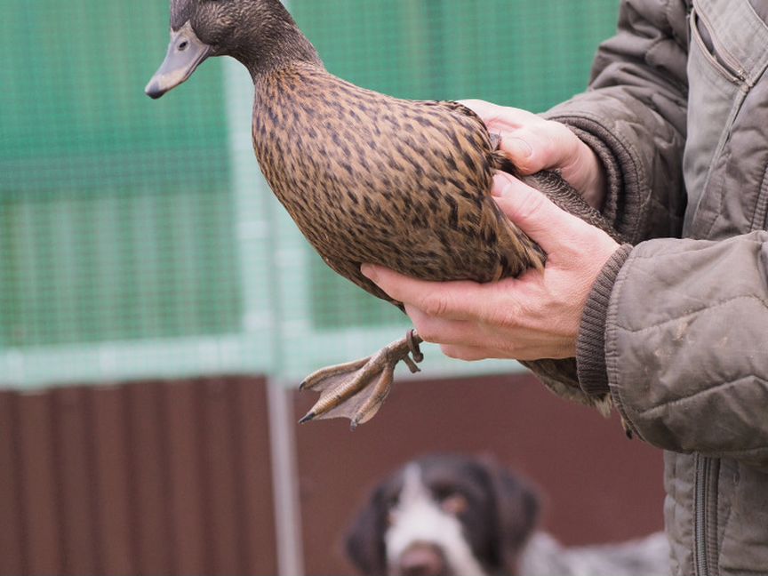 Продажа подсадных уток