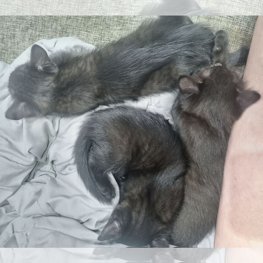 Котёнок в добрые руки