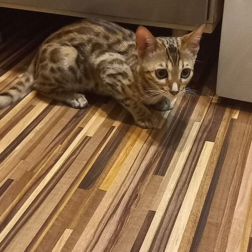 Бенгальская кошка