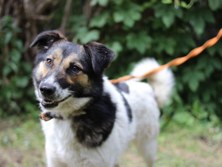 Собака Нелли ищет дом