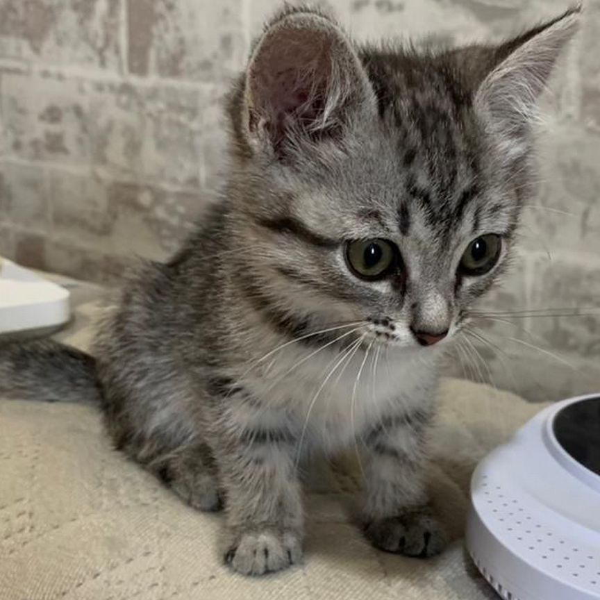 Котята в добрые руки бесплатно девочка