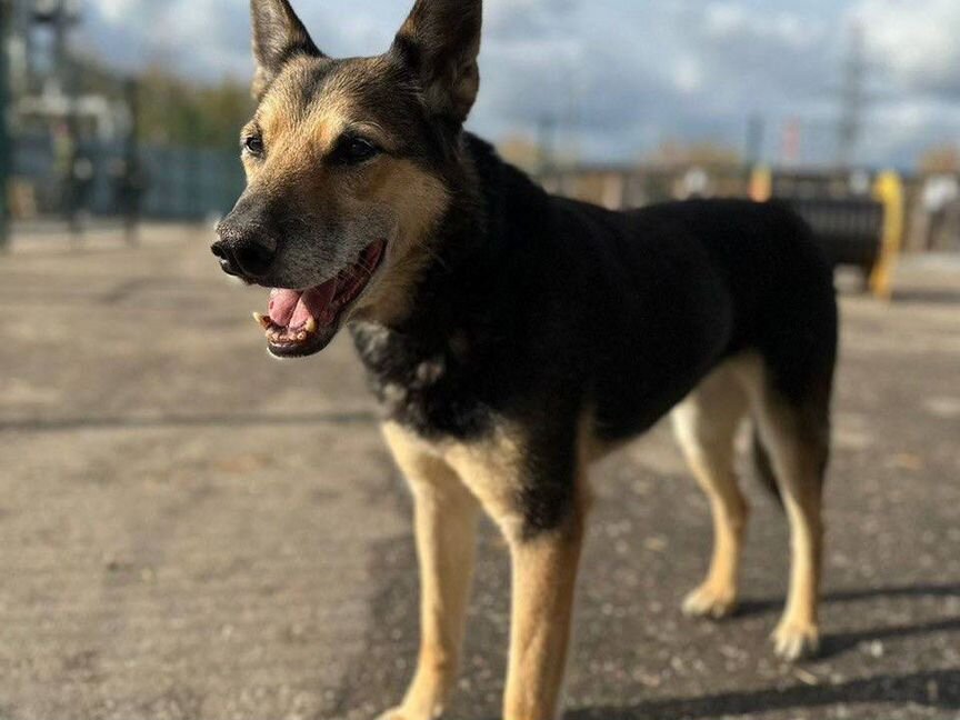 Собака в поисках семьи