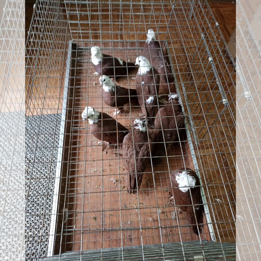 Продам благодарненских голубей