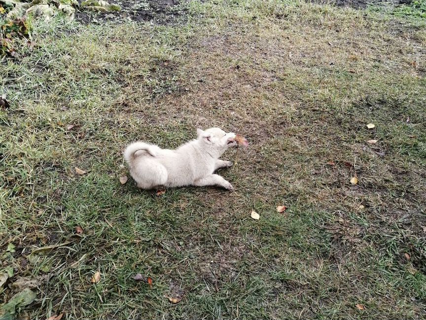 Щенки лайки зсл