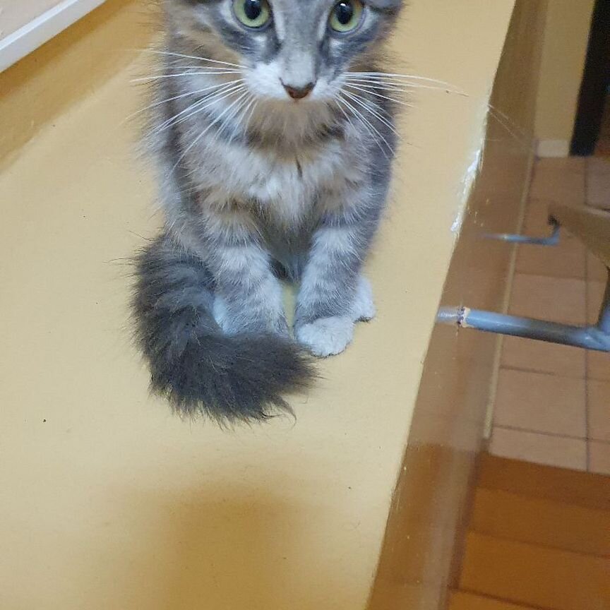 Котики маленькие бесплатно