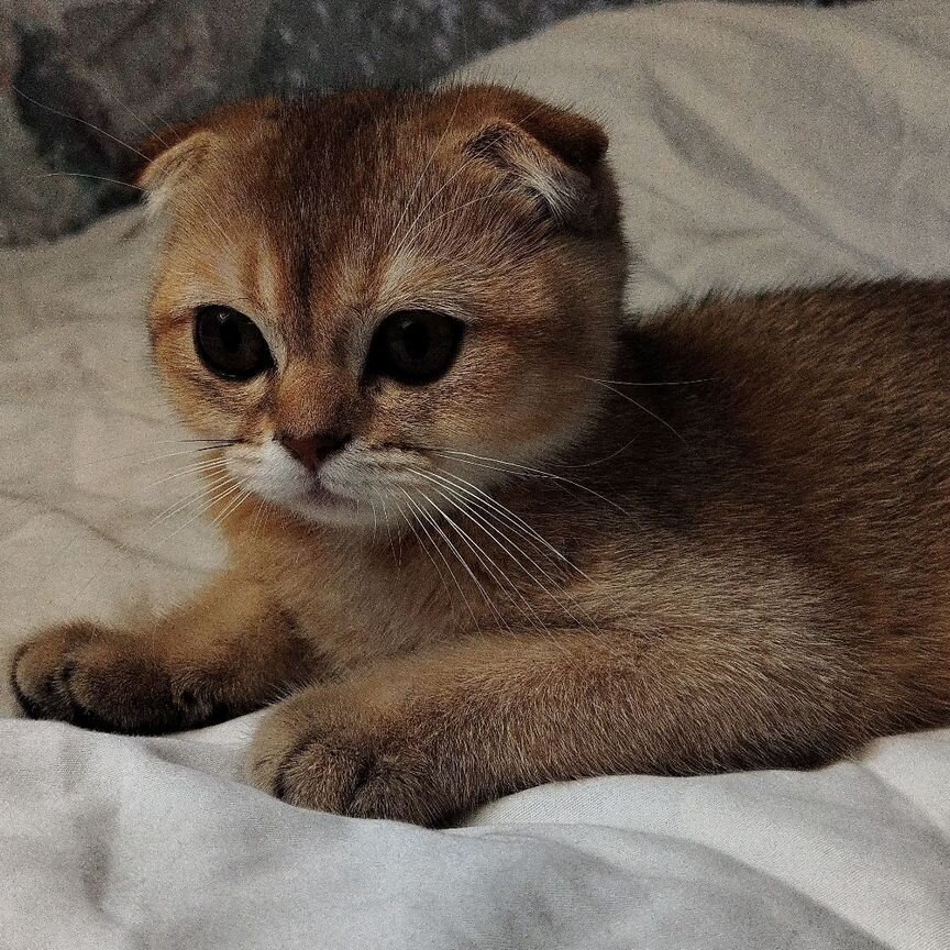 Шотландский вислоухий короткошёрстный котёнок