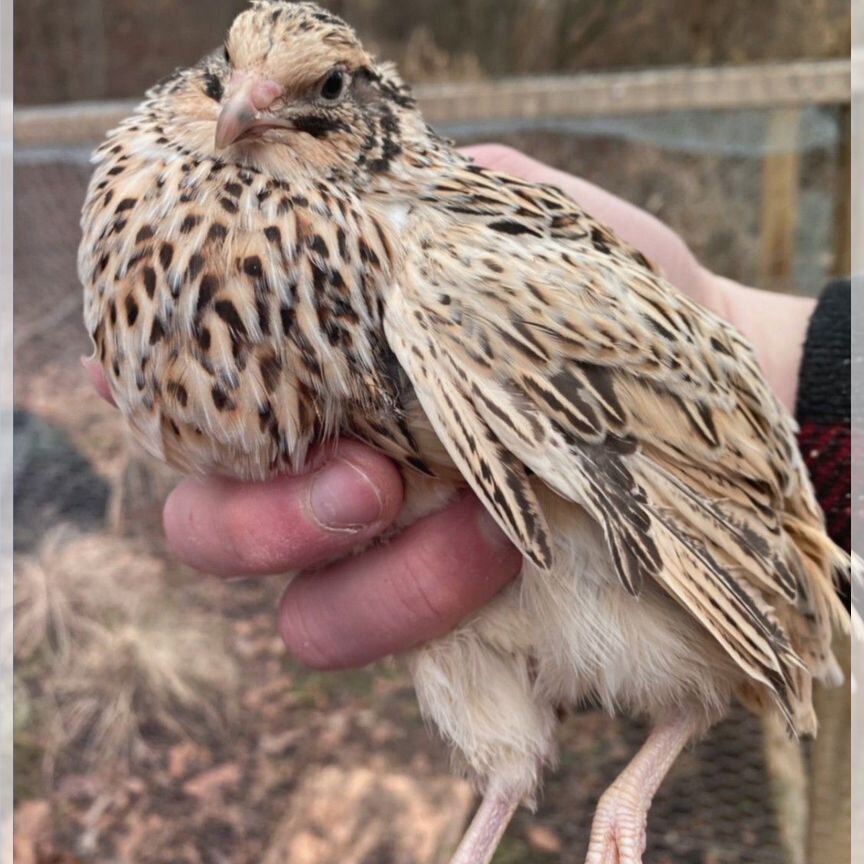 Перепела с фермы — свежие яйца, здоровая птица