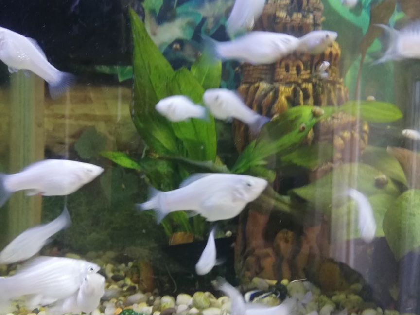 Продам велифера снежинка