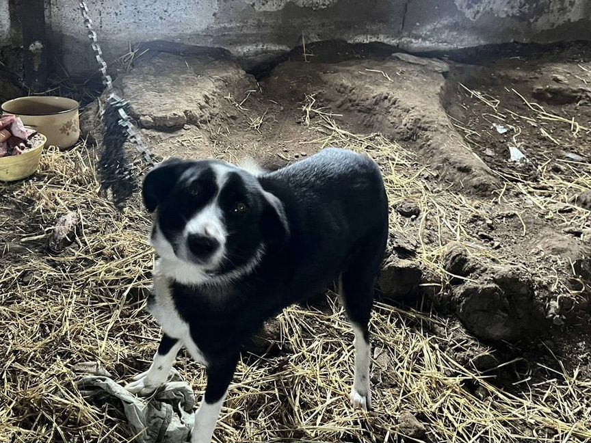 Липучка приставучка