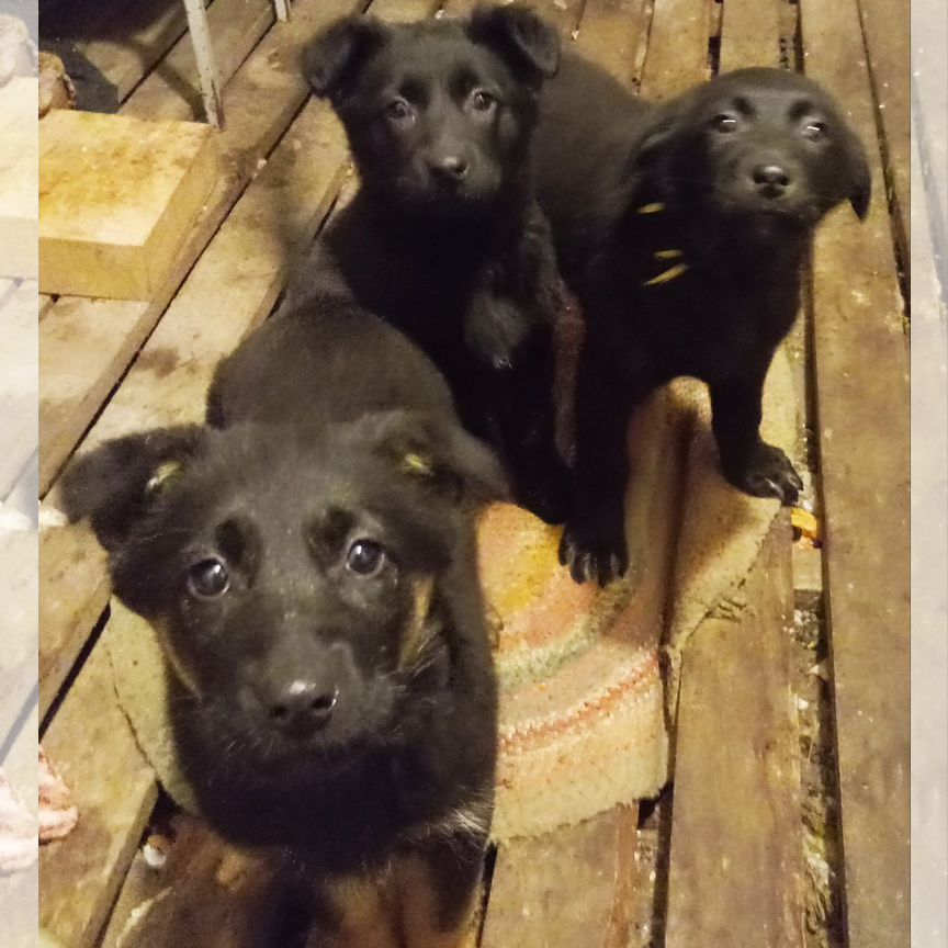 Бельгийская овчарка, щенок