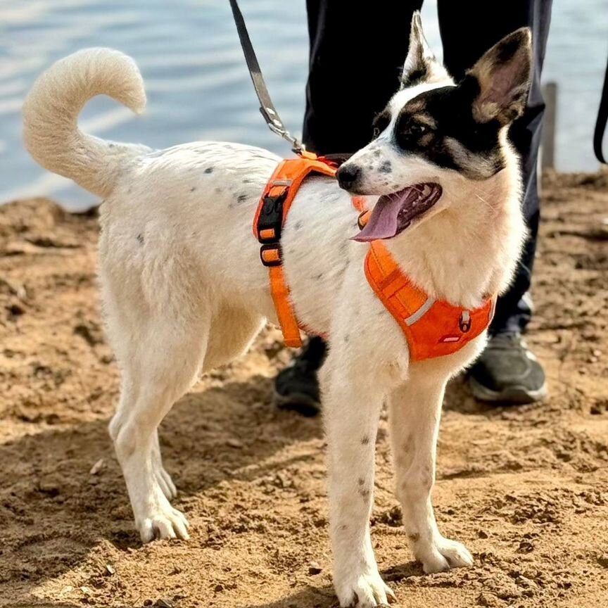 Австралийский хилер, щенок