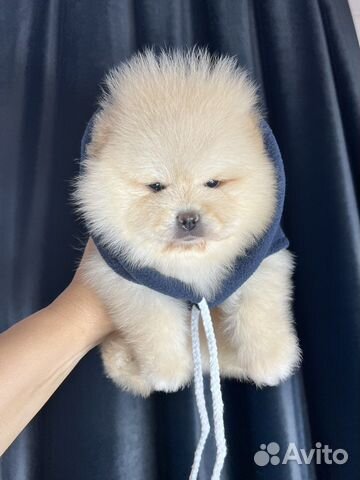 Шпиц толстолапый мальчик