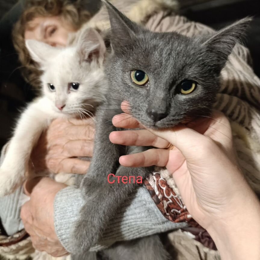 Котята в добрые руки