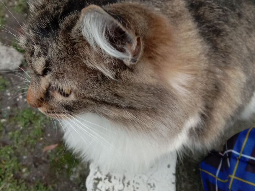 Кошка в дар