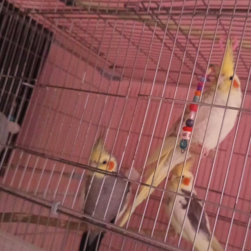 Попугай корелла